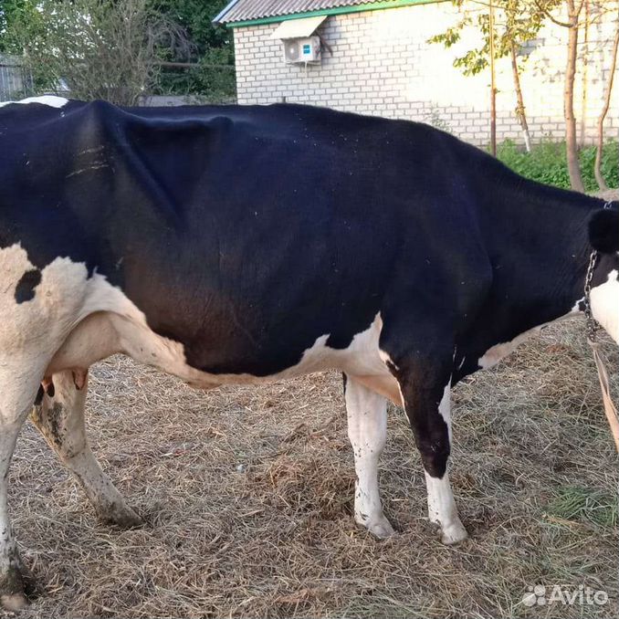Коровы на молоко