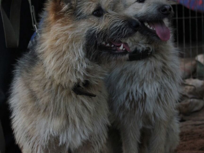 Бородатики из приюта в добрые руки