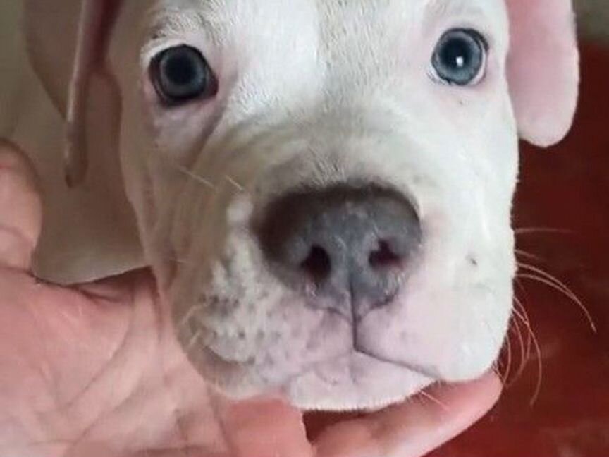 Американский булли щенок,шикарный белый щенок