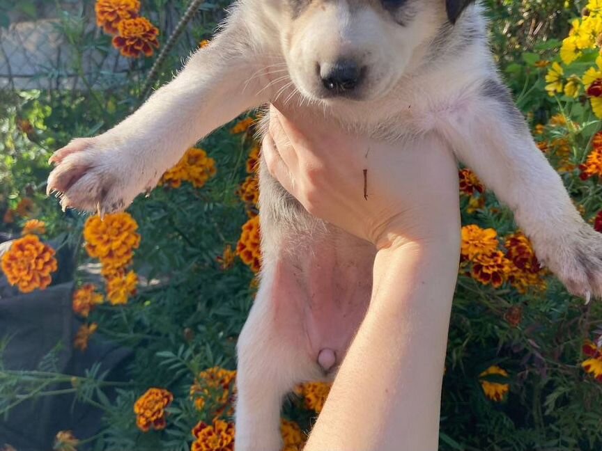 Восточносибирская лайка