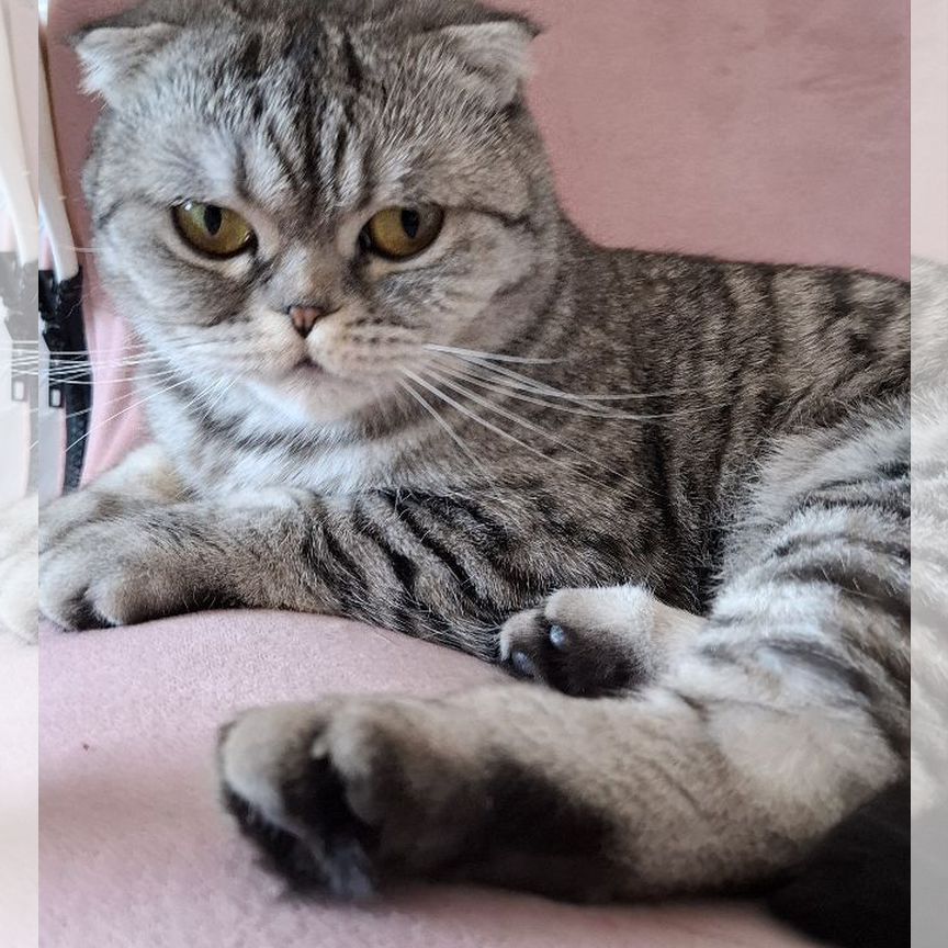 Шотландская вислоухая короткошёрстная, взрослая кошка