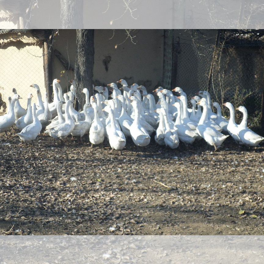 Продаются гуси