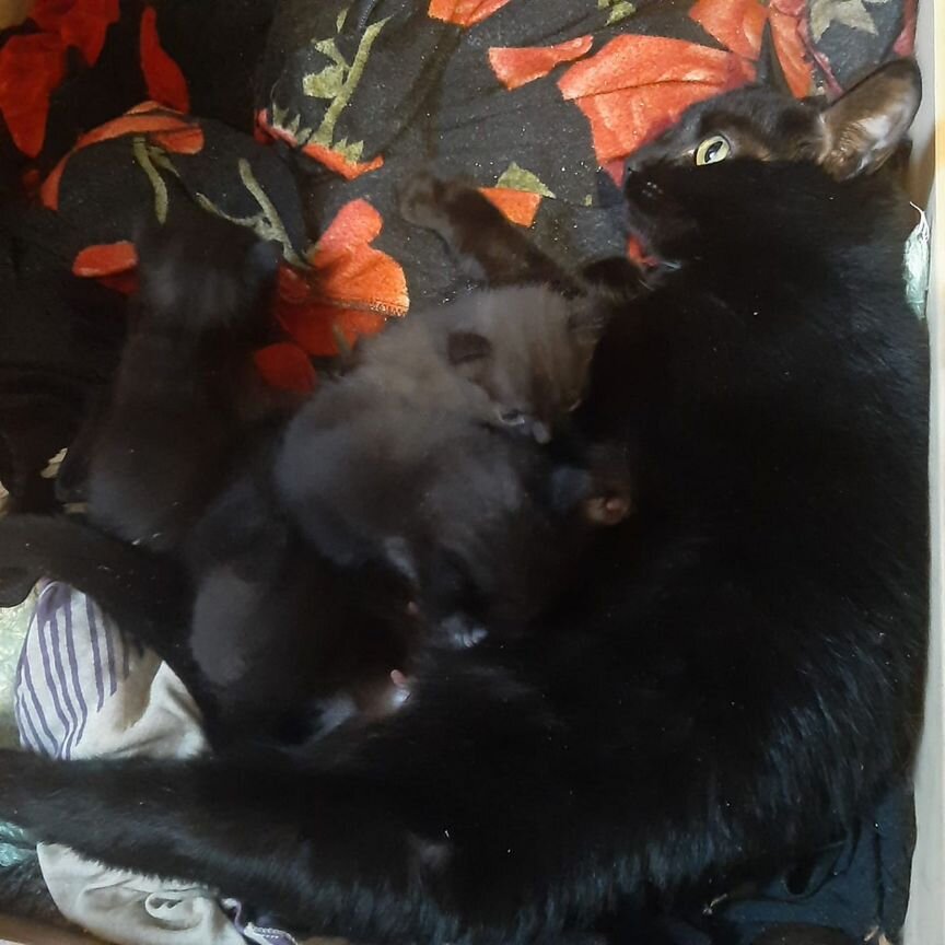 Котята в добрые руки даром бесплатно