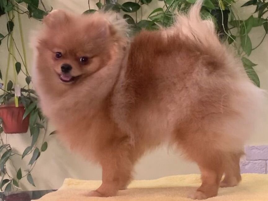 Померанский шпиц мальчик 7 мес