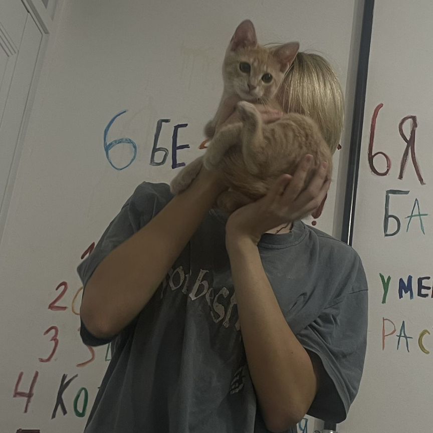 Рыжий котенок
