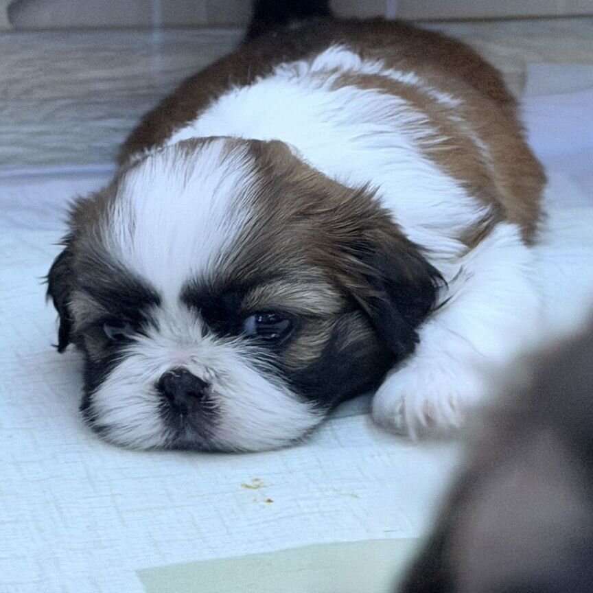 Ши-тцу, щенок