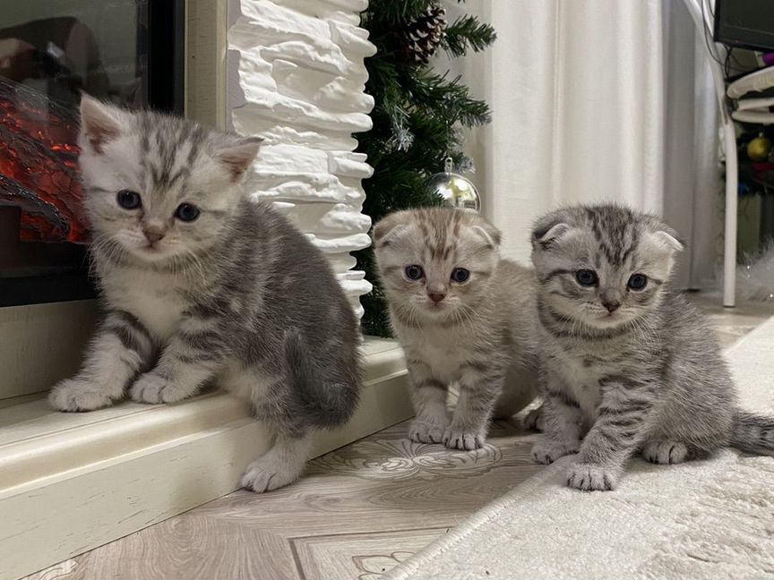 Шотландские котята