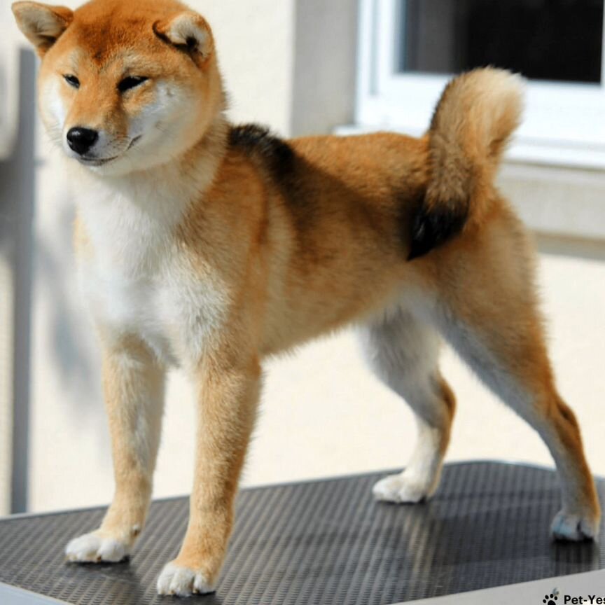 Сиба ину девочка 5 месяцев