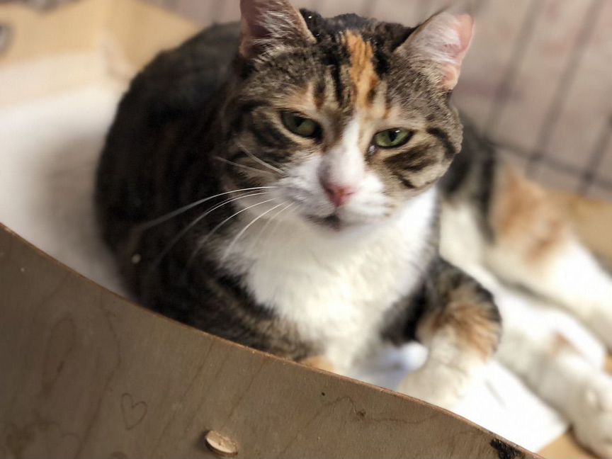 Кошка