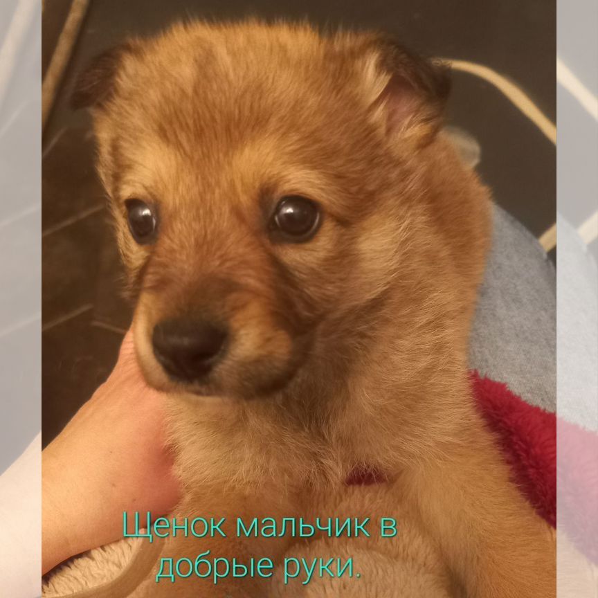 Немецкая овчарка, щенок