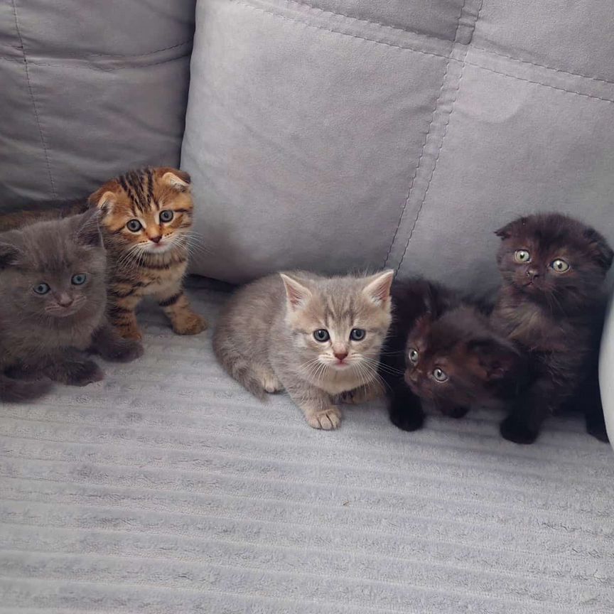 Отдаст маленьких котят в добрые руки