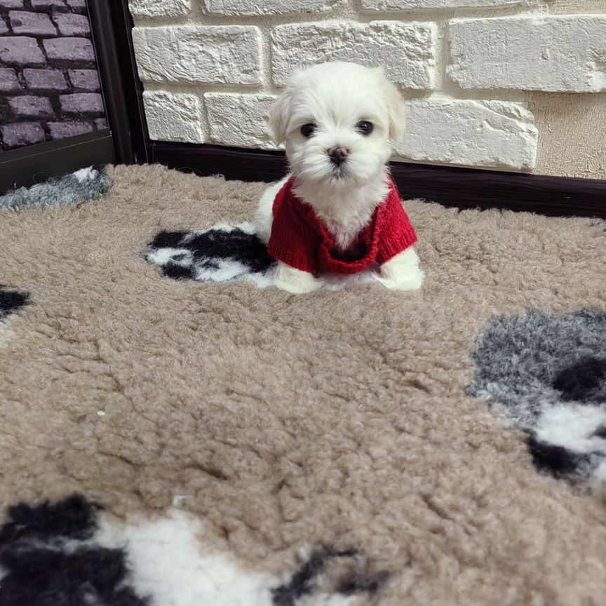 Мальчик мальтезе