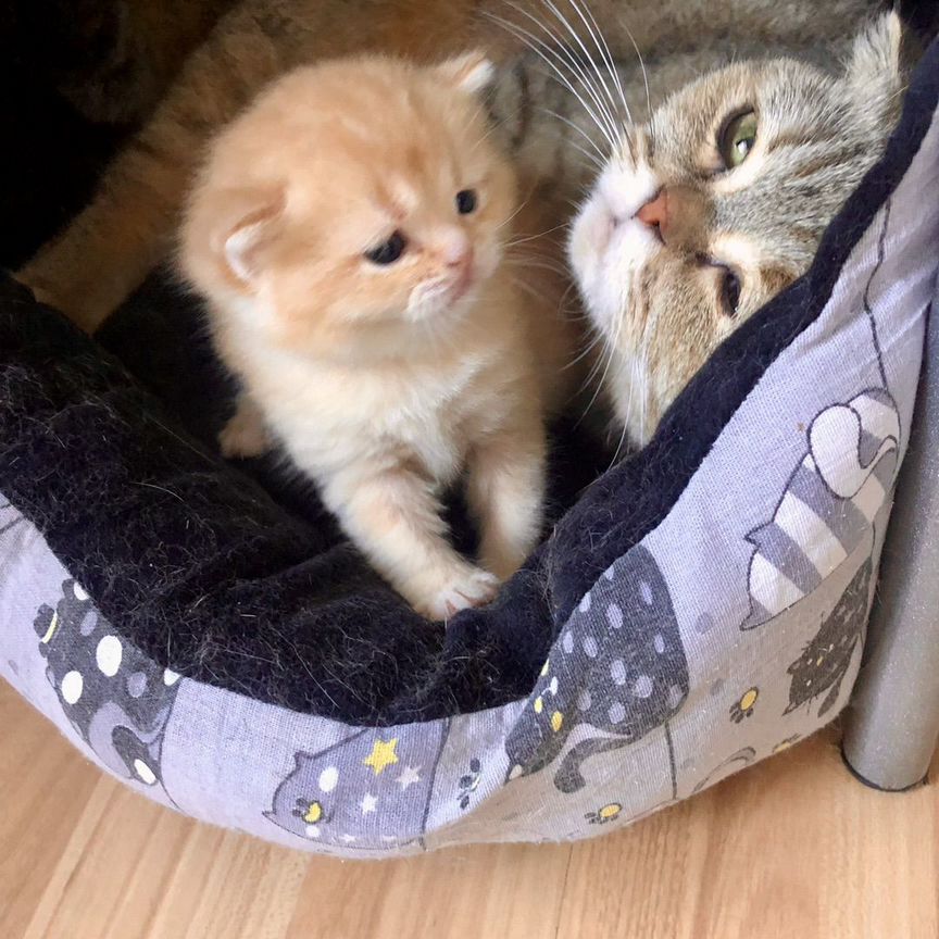 Золотые котята