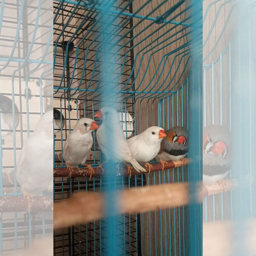 Зебровые амадины