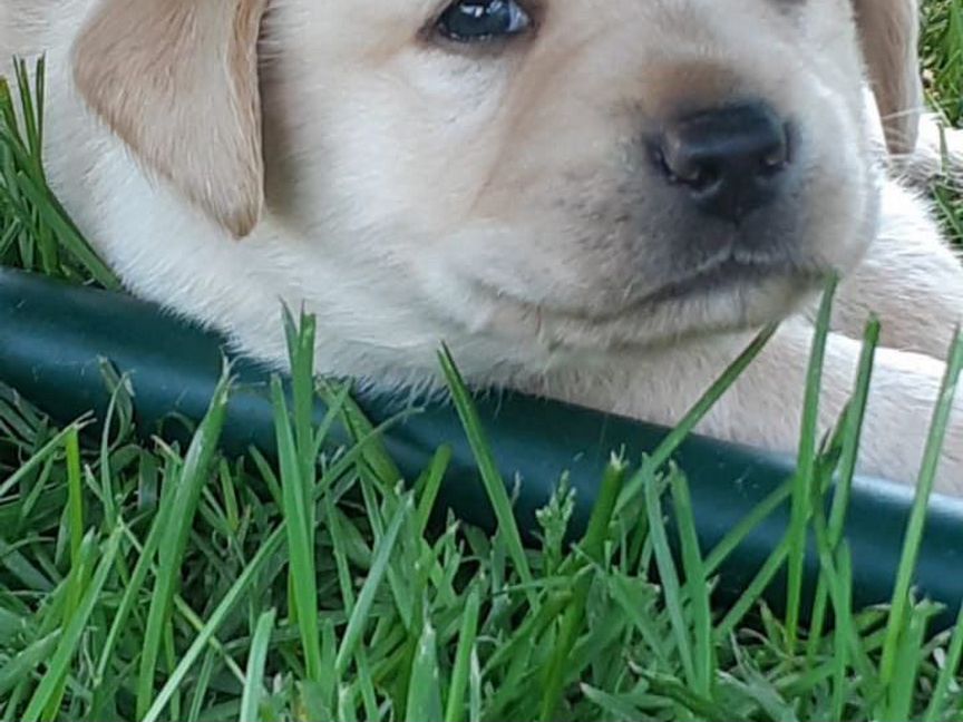 Щенки лабладора палевые