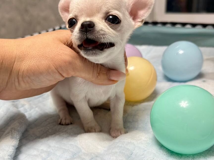 Мальчик чихуахуа мини