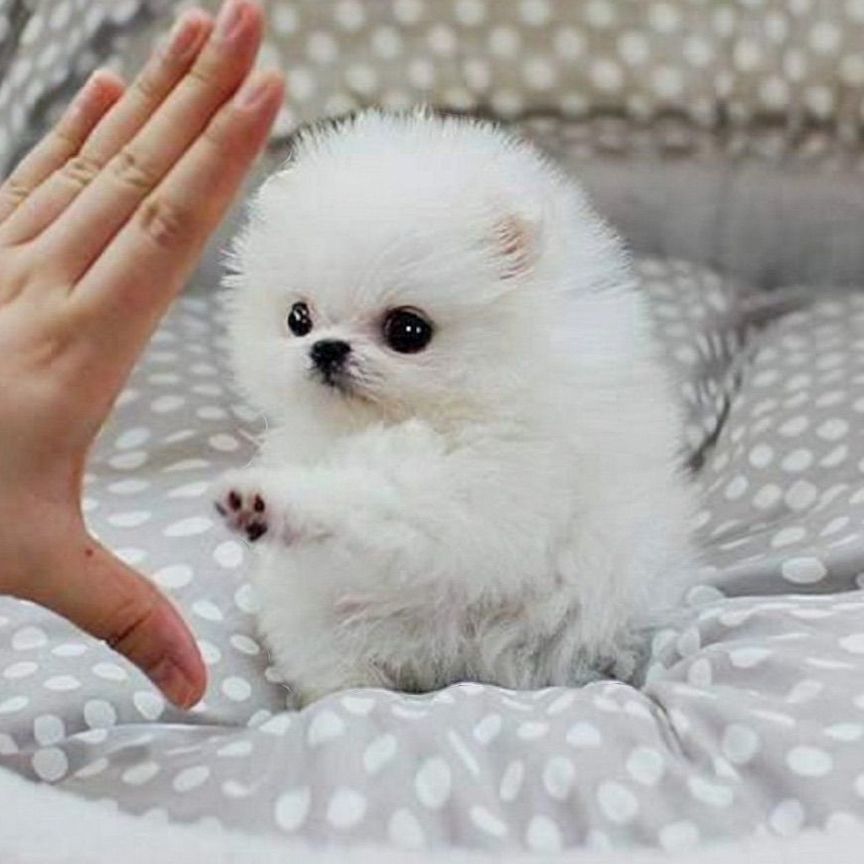 Померанские шпиц щенки мини 1,5мес