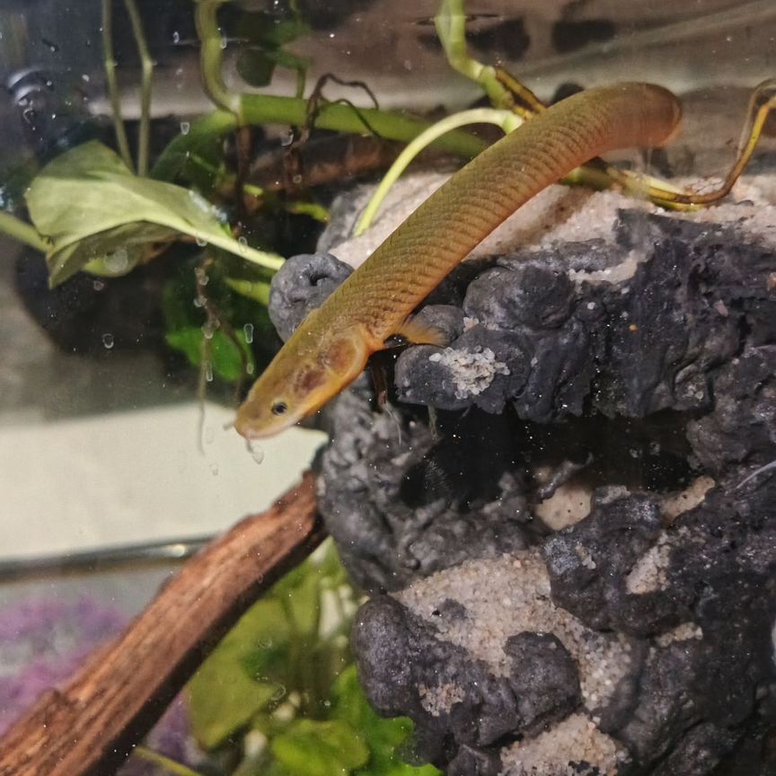 Каламоихт калабарский