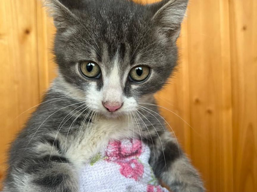 Кошки бесплатно