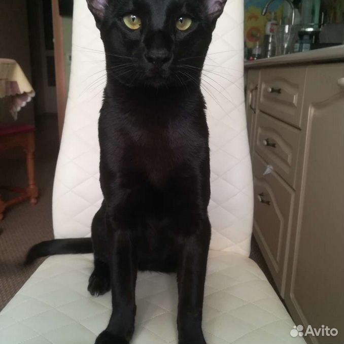 Ориентальный кот на связку