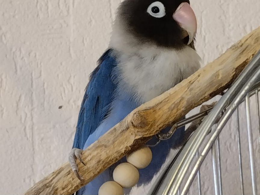 Масочный неразлучник самка