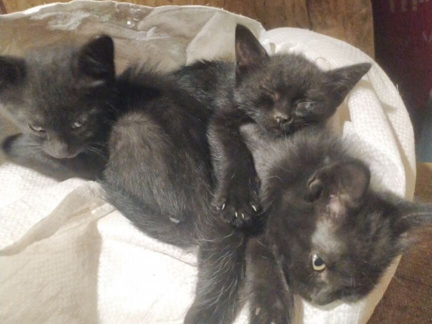 Чëрные котята от кошки-мышеловки