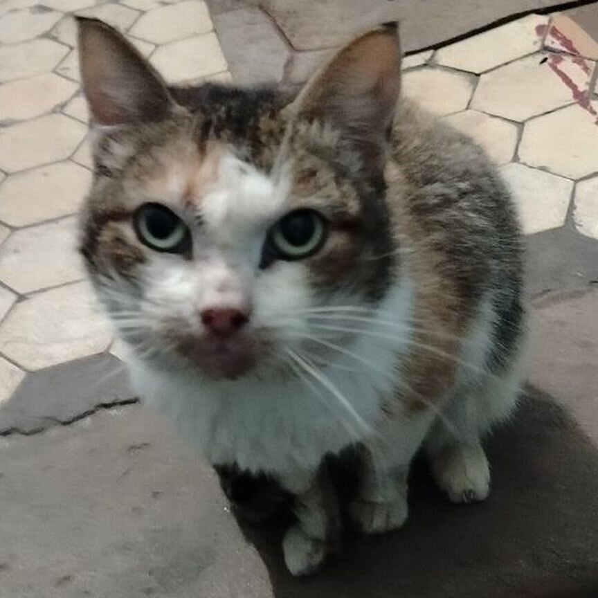 Взрослая, Девочка кошка в добрые руки