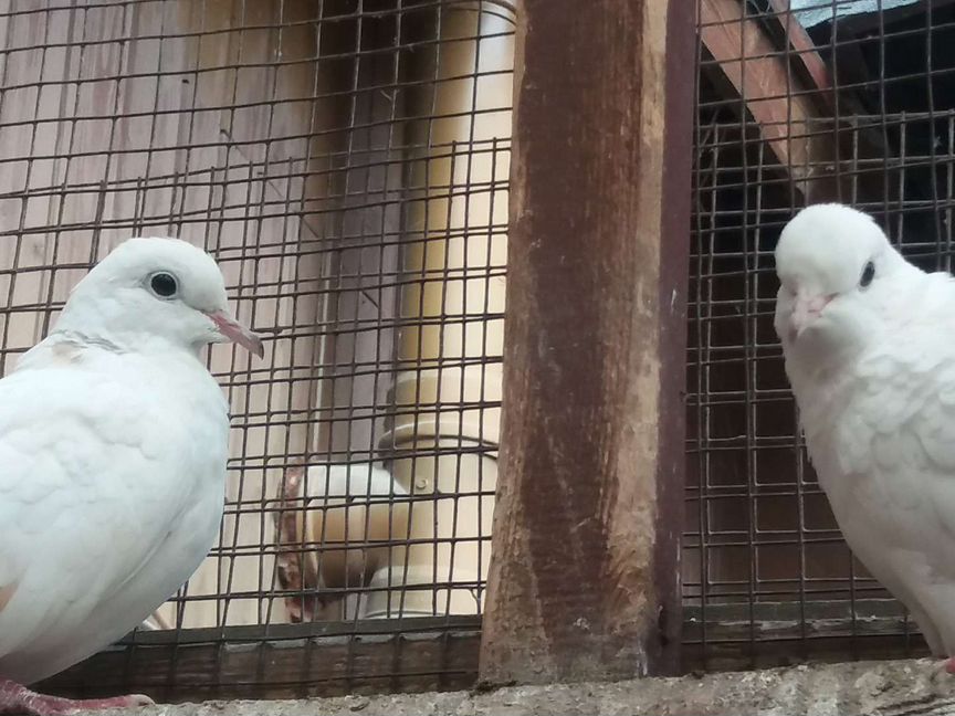 Египетские смеющиеся горлицы и рисовые амадины