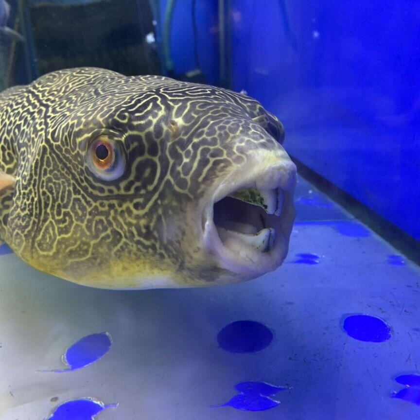 Тетрадон мбу