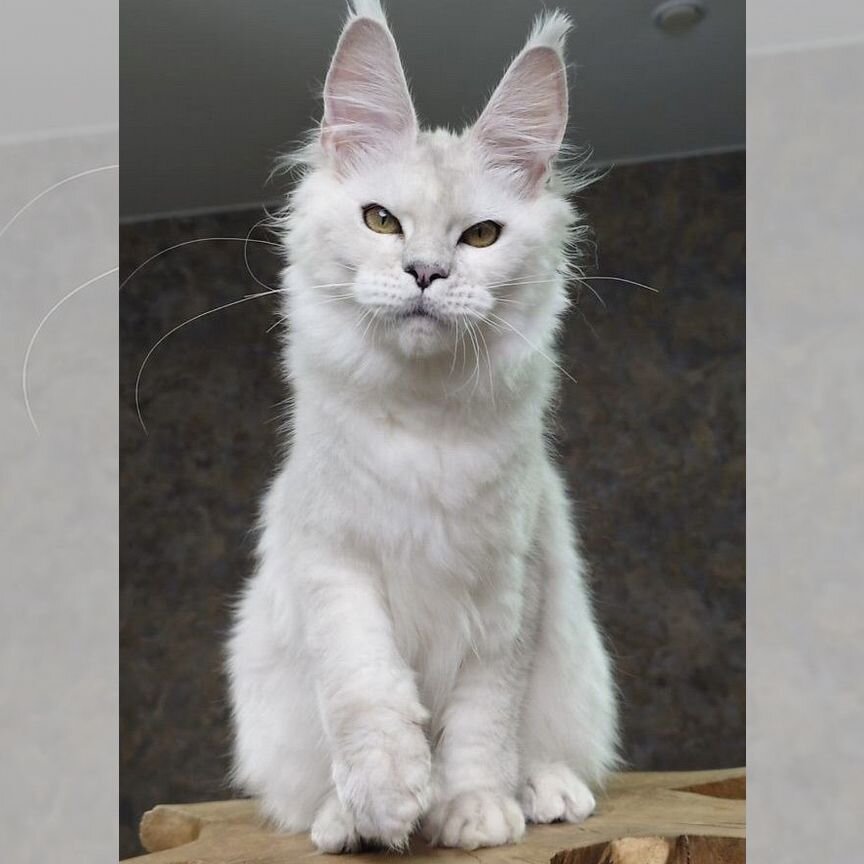 Мейн-кун котёнок