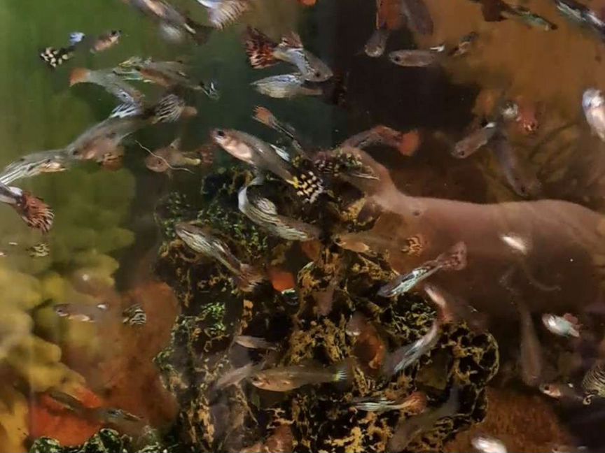 Аквариумные рыбки гуппи