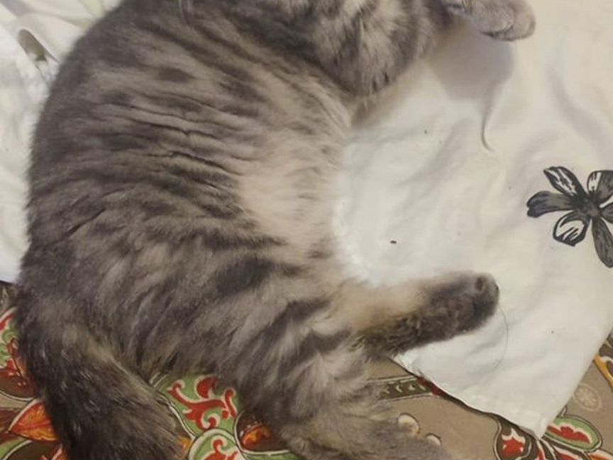 Шотландские вислоухие котята