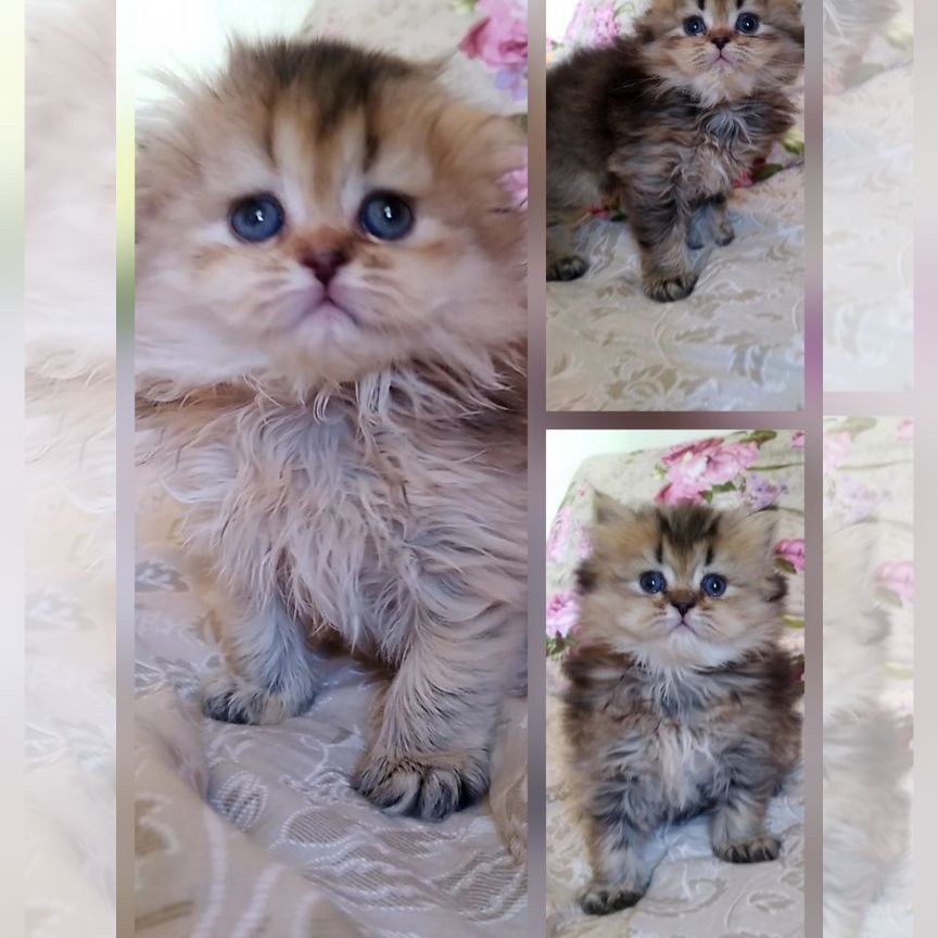 Шотландский вислоухий длинношёрстный котёнок