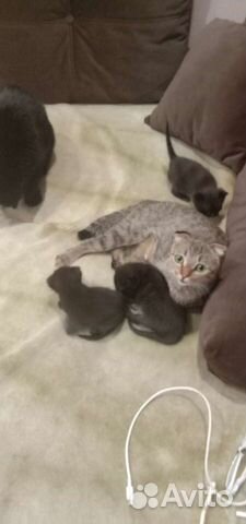 Котята Папа британец мама шотландка