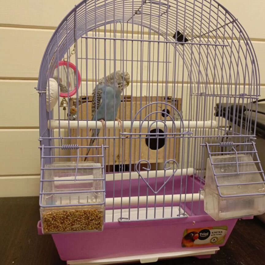 Волнистый попугай с клеткой