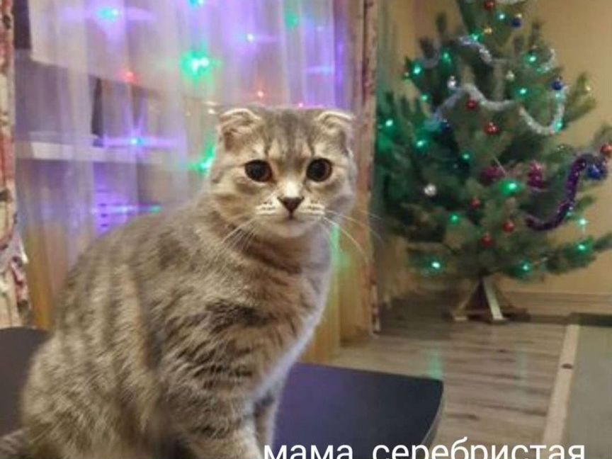 Скрещенные котята