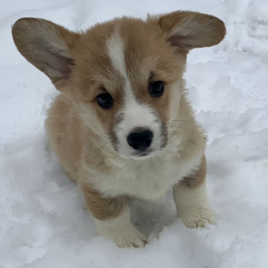 Мультяшка Коржик