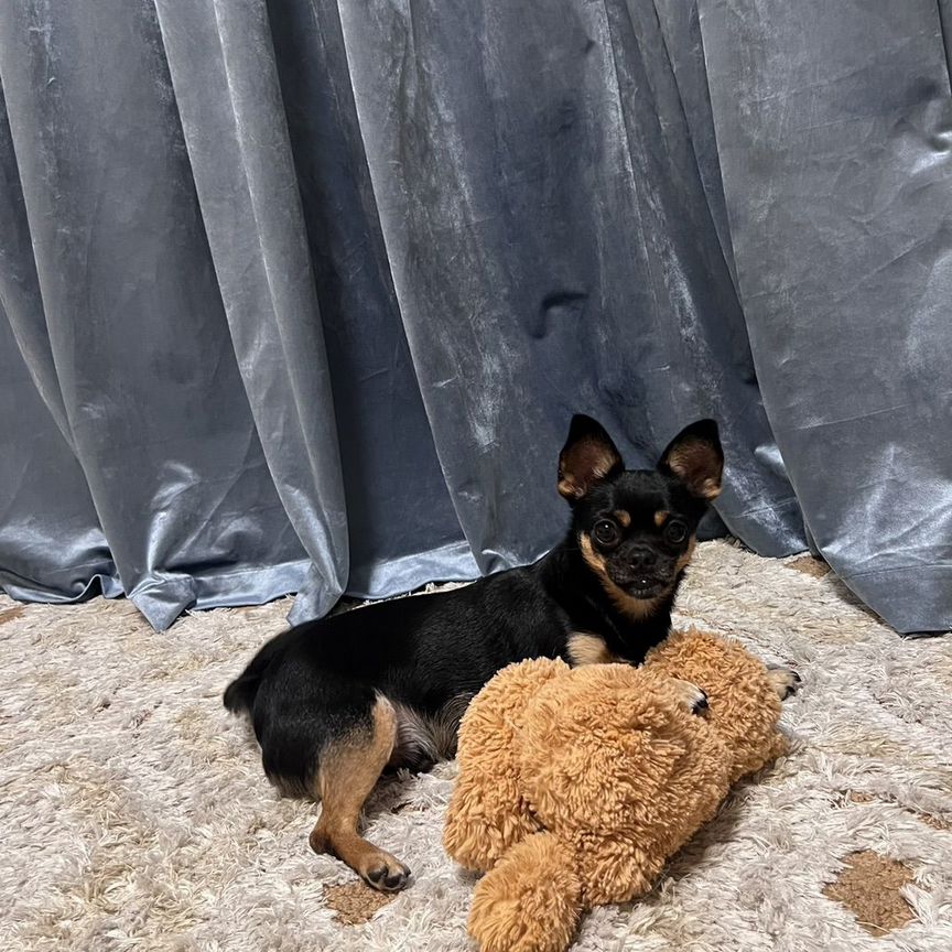 Собака в добрые руки бесплатно маленькая порода