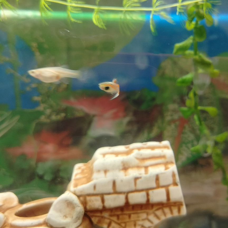 Аквариумные рыбки гуппи