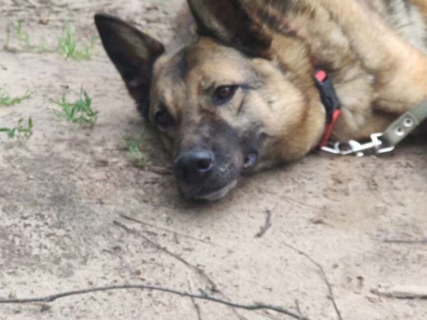 Замечательная Альма метис овчарки в приюте