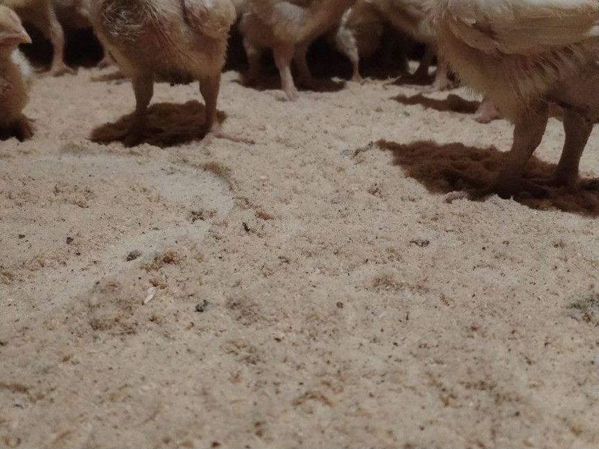 Цыплята / Подрощенный корнишон/цыплёнок табака