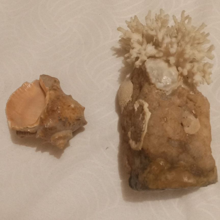 Коралл и ракушка