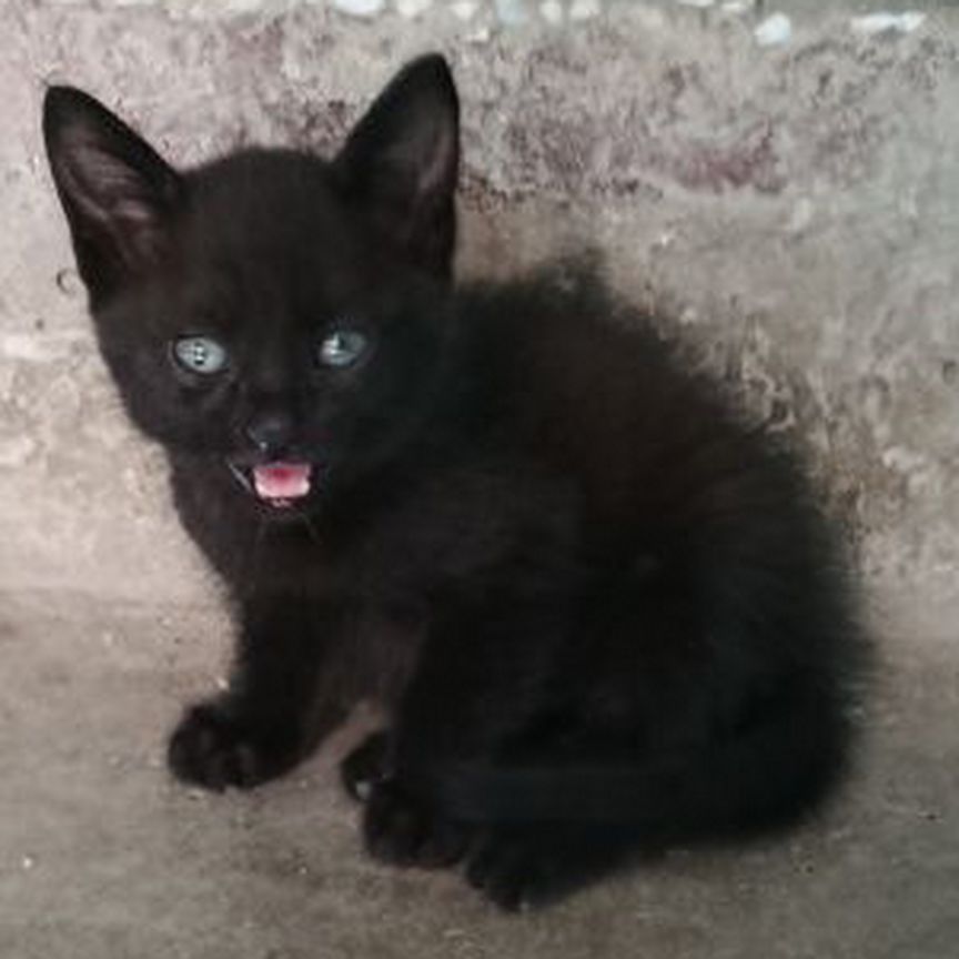 Черный котенок в добрые руки