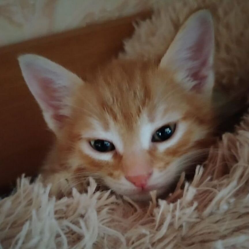 Котята в добрые руки бесплатно маленькие