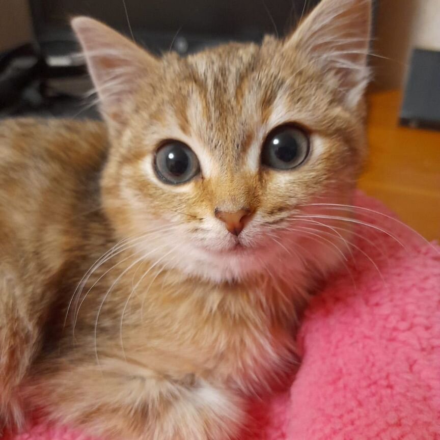 Котята от домашней кошки