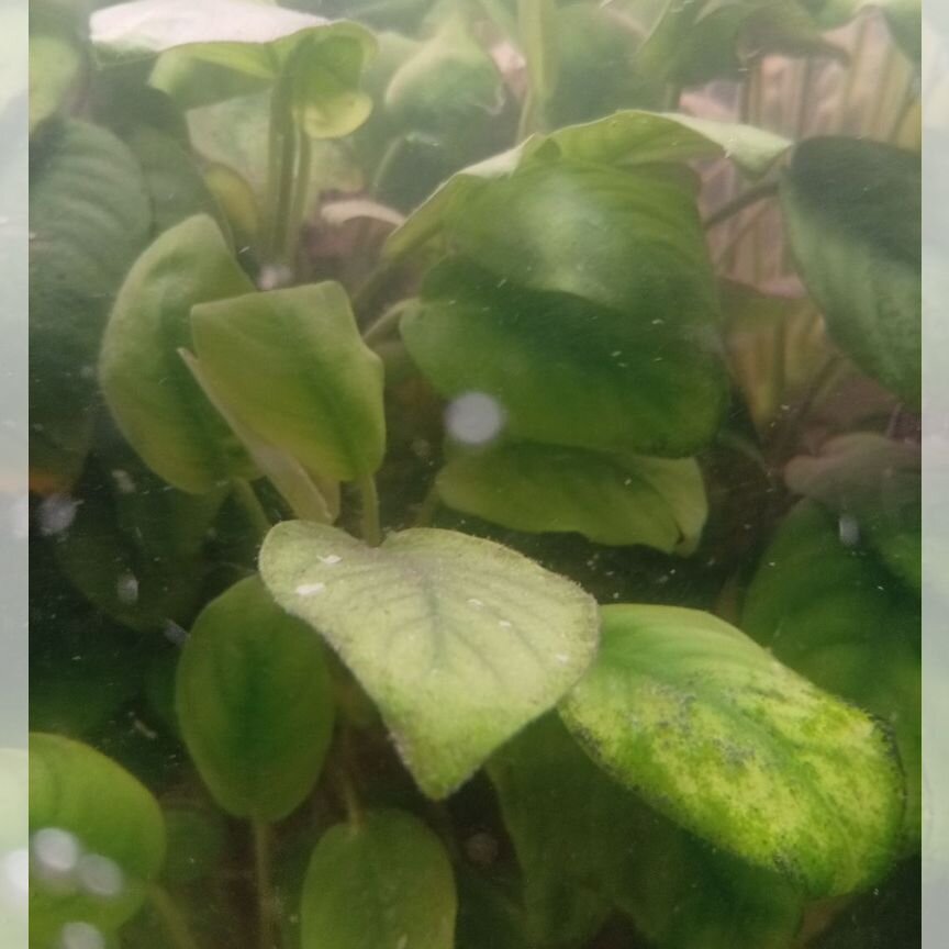 Аквариумные растения