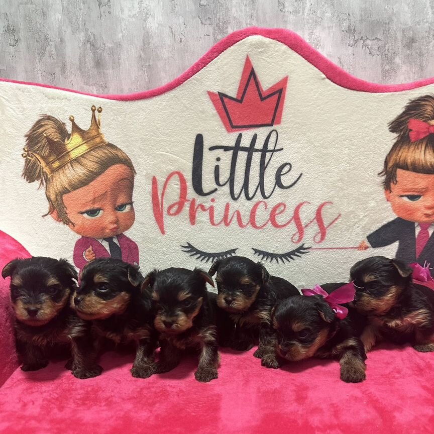 Йоркширский терьер, щенок