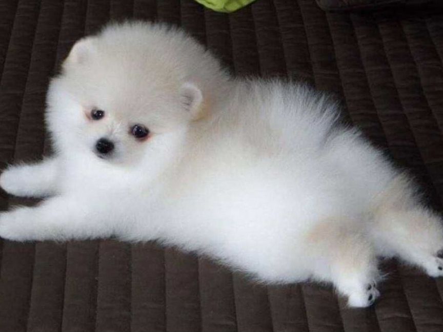 Померанский шпиц мини щенок