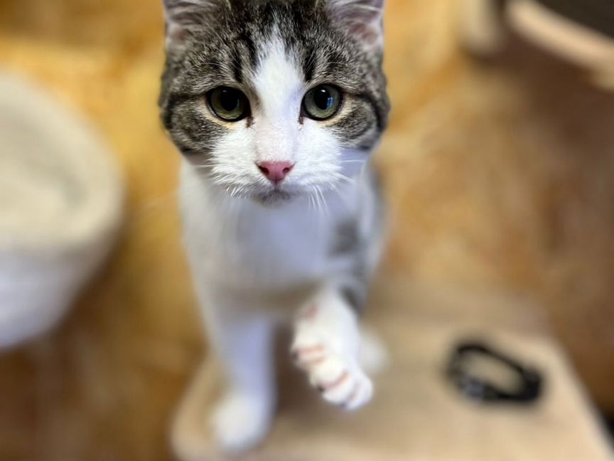 Котёнок рубик