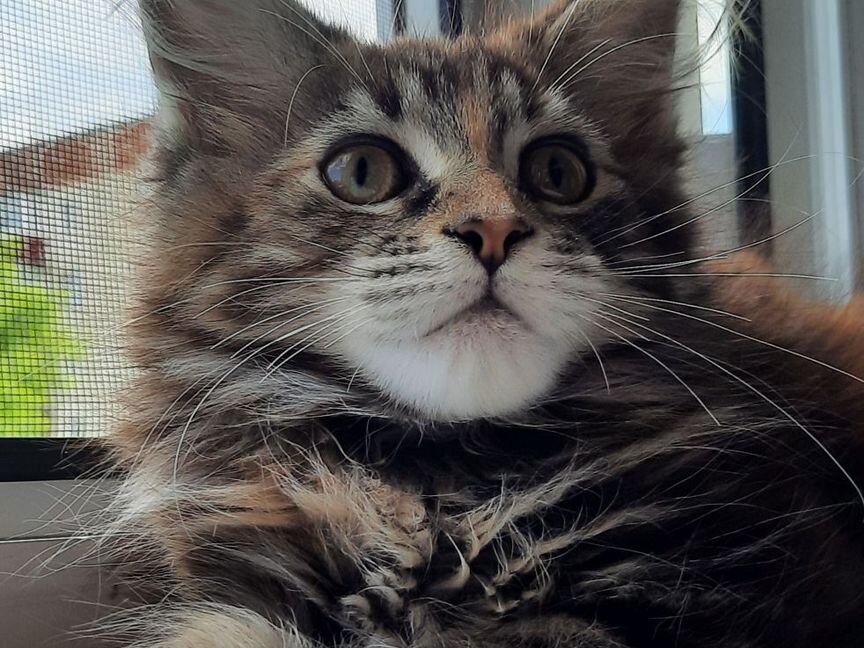 Мейн-кун котенок девочка